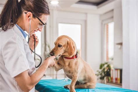 El Bienestar Emocional De Los Veterinarios