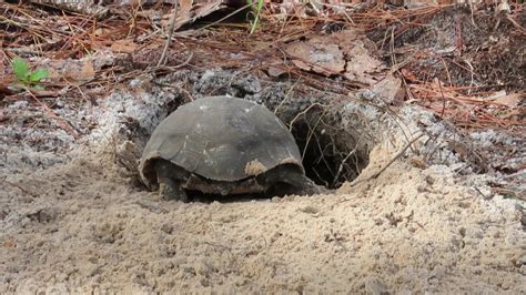 What A Beautiful Sight This Morning A Gopher Tortoise Digging A New Burrow And Look Where It What A Beautiful Sight This Morning A Gopher Tortoise Digging A New Burrow And Look Where It