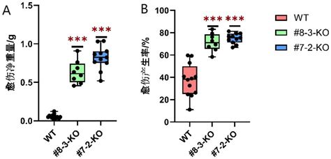 Alkbh9b基因在促进植物愈伤组织形成中的应用