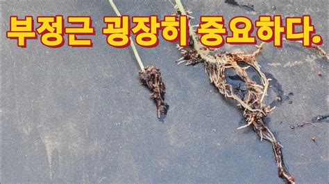 고추육묘시 가식이 중요한이유 Youtube
