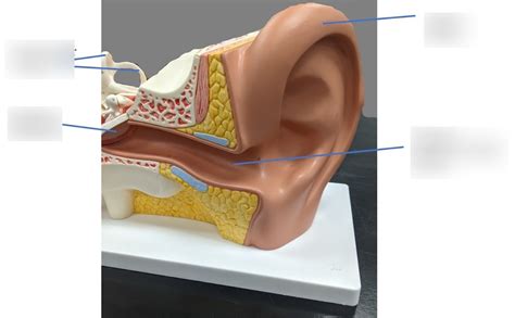 External Ear Diagram Quizlet