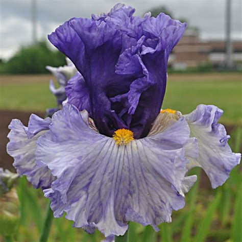 Cast Adrift Keith Keppel Iris