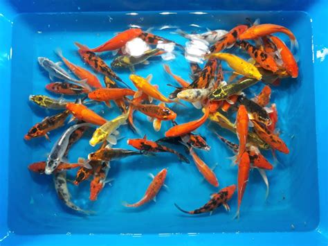 Assorted Pond 6 Inch Koi 168 Koi Farm