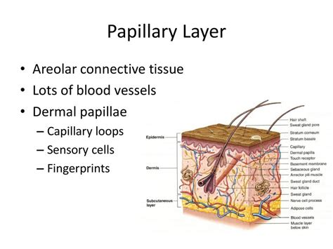 Dermal Layers Chapter Ppt Download