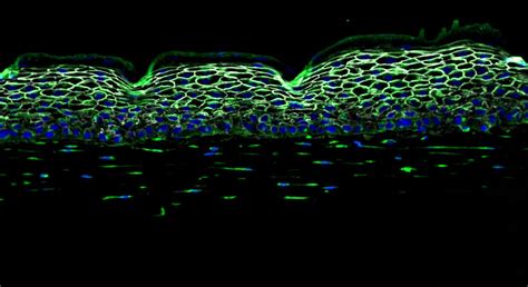 Tissue Models People Biohub