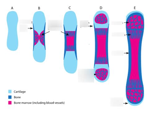 Diagram Of Endochondral Ossification Quizlet