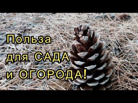 СОСНОВЫЕ ШИШКИ и ХВОЙНЫЙ ОПАД - ОГРОМНАЯ ПОЛЬЗА В САДУ И ОГОРОДЕ! - YouTube