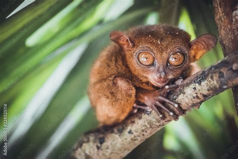 Endangered Tarsier In Bohol Tarsier Sanctuary Cebu Philippines Cute