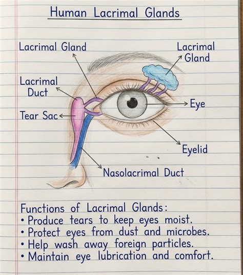 Human Lacrimal Glands Structure Functions And Tear Drainage