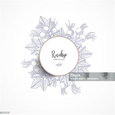 벡터 라운드 로즈 힙 배너 개 로즈입니다 빈티지 배너 손으로 그린 딸기 와 텍스트에 대 한 장소 라벨 포장 디자인 메뉴 카페 레스토랑 조리법 장식 부엌 항목에 아주 좋아 0