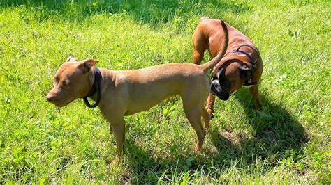 Решил ПОВЯЗАТЬ Собак!!! Что из этого вышло - YouTube