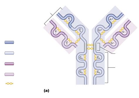 Antibody Structure Diagram Quizlet