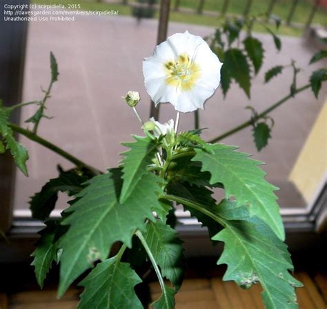 Plantfiles Pictures Sharpleaf Groundcherry Physalis Acutifolia By