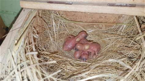 Java Finch Breeding Progress Java Breeding Colony Java Sparrow Breeding Tips Youtube