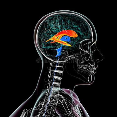 The Lateral Brain Ventricles 3d Illustration Stock Illustration