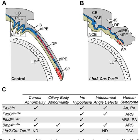 Figure 1 From A Novel Mouse Model Of Anterior Segment Dysgenesis Asd Conditional Deletion Of
