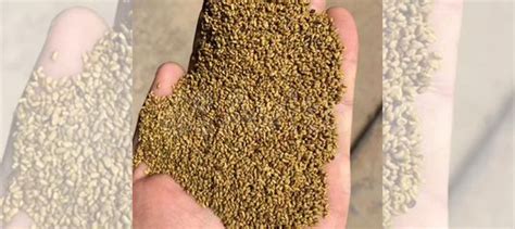 Семена люцерны купить в Россоши Товары для дома и дачи Авито