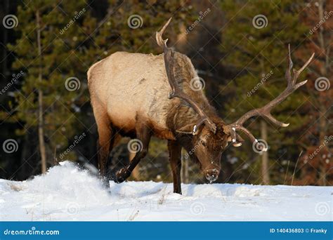 Wild Elk Or Also Known As Wapiti Cervus Canadensis In Jasper National