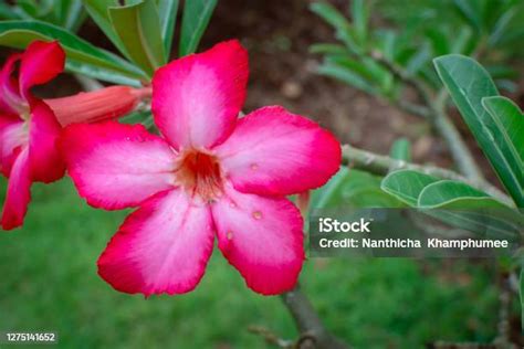 단일 사막 장미의 클로즈업 아데늄 Obesum 또는 임팔라 백합 또는 모의 진달래 또는 사막 장미 또는 사비 별 꽃 아데늄 또는 사막 장미 꽃 0명에 대한 스톡 사진 및