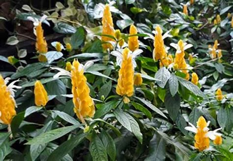 Bunga Lilin Indah Dan Banyak Manfaat