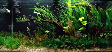 120 Best Images About Large Planted Tanks On Pinterest