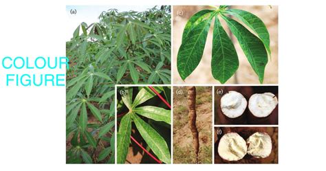 symptoms of cbsd tolerant cassava cultivars a very mild