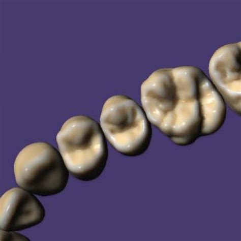 Exocad DentalCAD ZRS Tooth Library Flex License Add On XYZ Dental