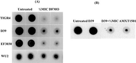 DFMO Inhibition Of The Capsule Synthesis Is Serotype Independent A Download Scientific