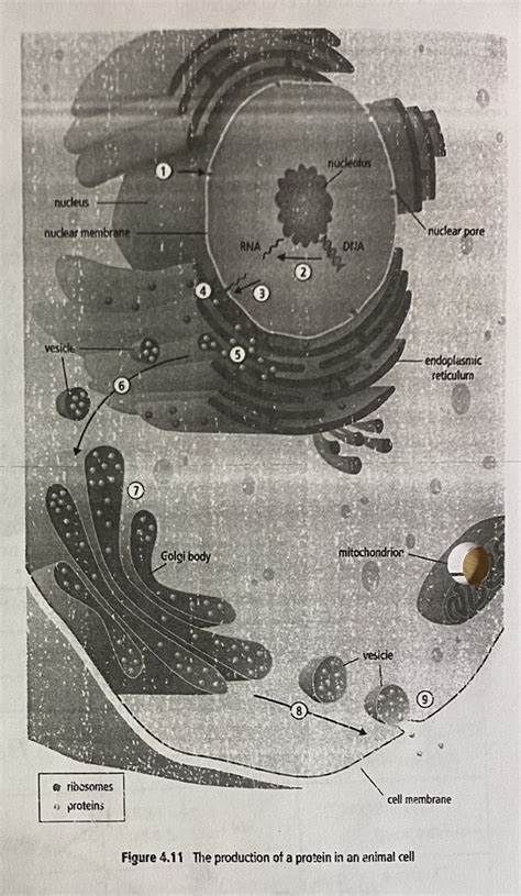 Diagram Of Bio Unit 2 Diagrams Protein Production And Secretion Quizlet