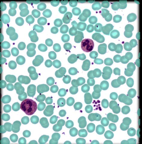Module Lab Flashcards Quizlet