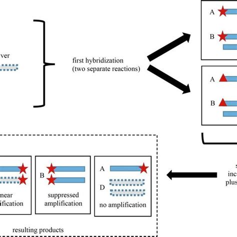Microarray Hybridization The Method Includes Reverse Transcription Of