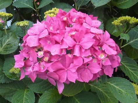 Cornales Alchetron The Free Social Encyclopedia