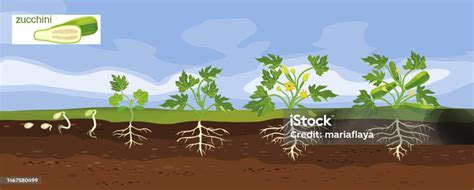 스쿼시 식물의 수명주기가있는 풍경 파종에서 개화 및 결실 식물까지의 성장 단계 잘 익은 녹색 호박과 뿌리 계통이 지상에 있습니다