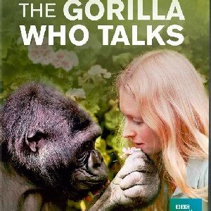 Watch Koko The Gorilla Use Sign Language Sasquatch Chronicles
