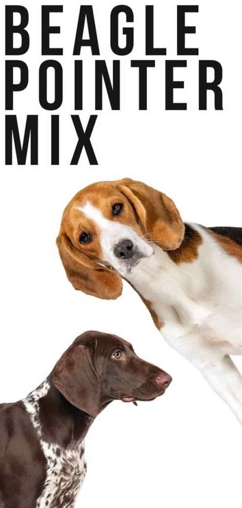 Beagle Pointer Mix Find Out More About This Unusual Cross Breed