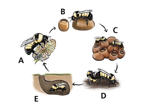 Life Cycle Of A Bumble Bee