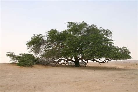 Tree Of Life In Bahrain