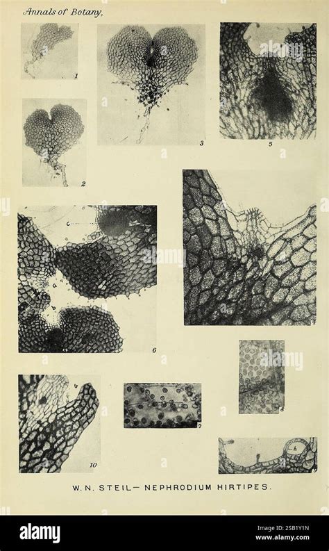 Section Highlights Different Reproductive Structures Hi Res Stock