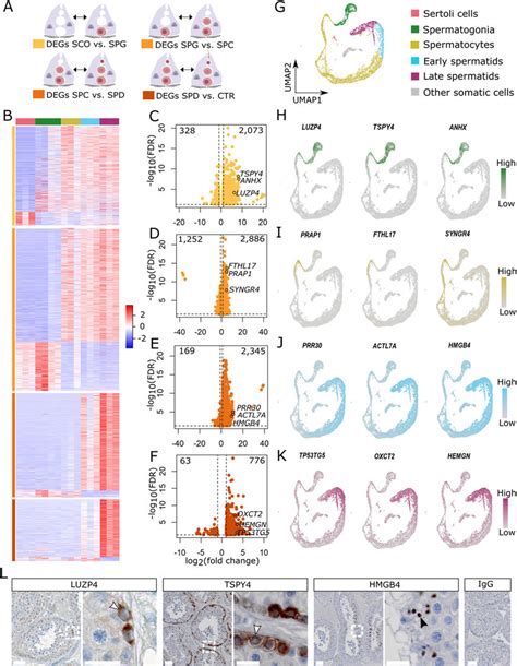 Examination Of Germ Cell Specific Gene Expression A Schematic Download Scientific Diagram