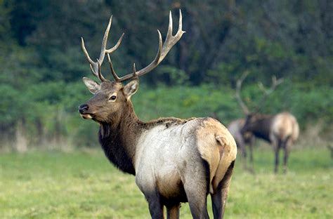 Bull Elk