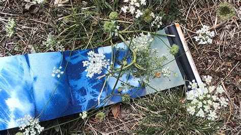 Making A Cyanotype Multi Exposure Camera AlternativePhotography