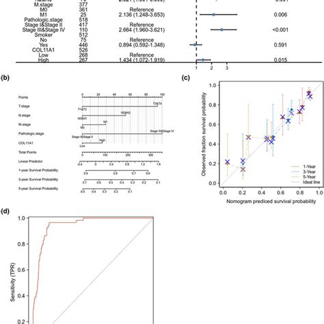Col11a1 As A Prognostic And Diagnostic Indicator In Luad Univariate Download Scientific