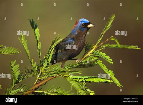 Varied Bunting Passerina Versicolor Male Perching Santa Rita