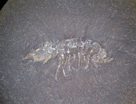 Found Oldest Known Fossil Isopod Member Collections The Fossil Forum