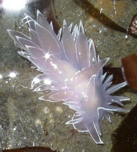 Exploring Rocky Shores Of Southern Oregon Coast Nudibranchs Southern