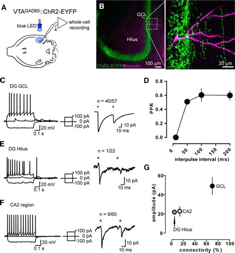 Vta Projection Neurons Releasing Gaba And Glutamate In The Dentate Gyrus Eneuro