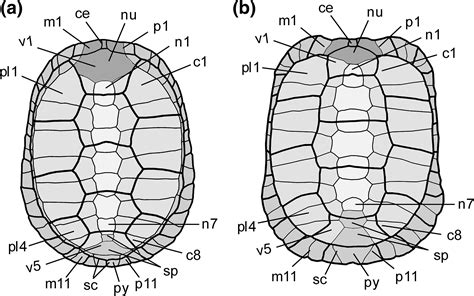 Turtle Shell Anatomy