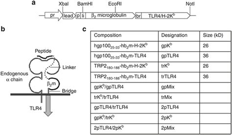 Schemes Of The β2m Based Bi Functional Constructs A Genetic Design