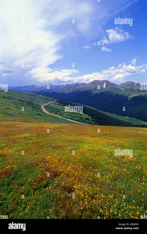 Colorado Rocky Mountain National Park Fall River Pass Field Of