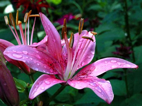 Lily Flowers Hd Wallpaper 1152x864 23201